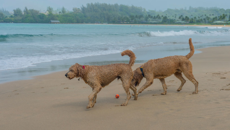 Dogs in Hawaii Are Aiding Conservation Efforts - DogTime