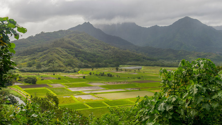 Dogs in Hawaii Are Aiding Conservation Efforts - DogTime
