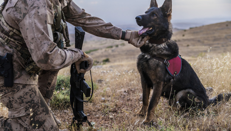 Retired Military Dog Reunited with Military Veteran - DogTime