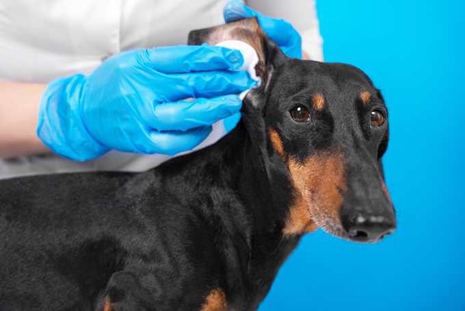Malassezia Dermatitis in Dogs: Symptoms, Causes, & Treatments - DogTime
