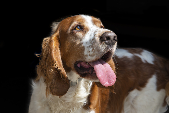 Glycogenosis in Dogs: Symptoms, Causes, & Treatments - DogTime