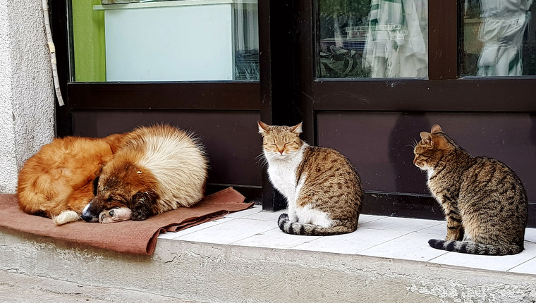 Macedonian Stray Dogs Are Threatening Local Wildlife - DogTime