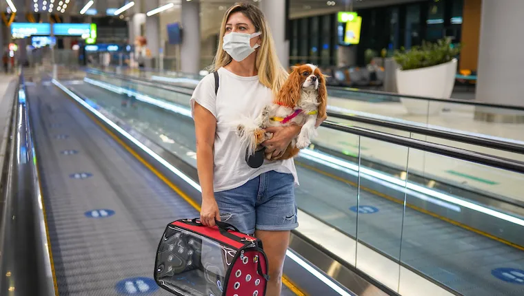 Flying With Your Dog: How to Navigate Each Airline