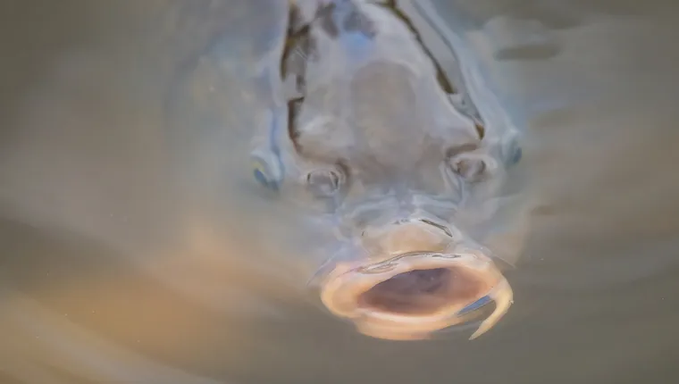 Dogs Sniff Out Invasive Species Better Than Lab Tools