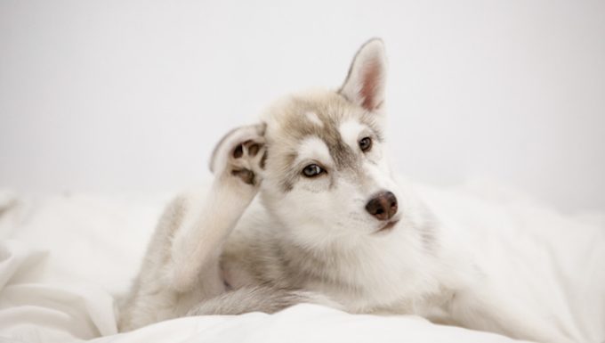 Malassezia Dermatitis in Dogs: Symptoms, Causes, & Treatments - DogTime