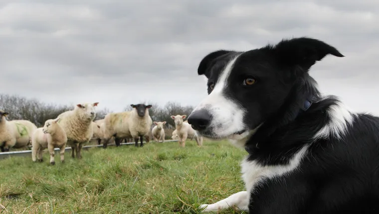 National Sheepdog Finals Coming to Nevada - DogTime