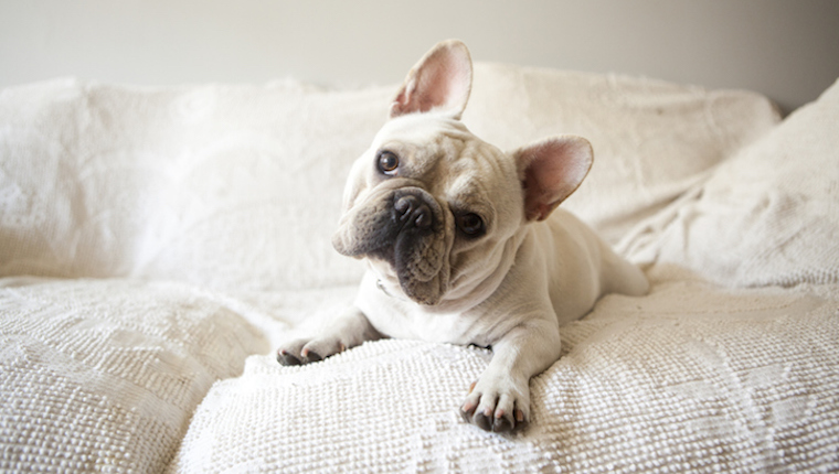 Head Tilt in Dogs: Symptoms, Causes, & Treatments - DogTime