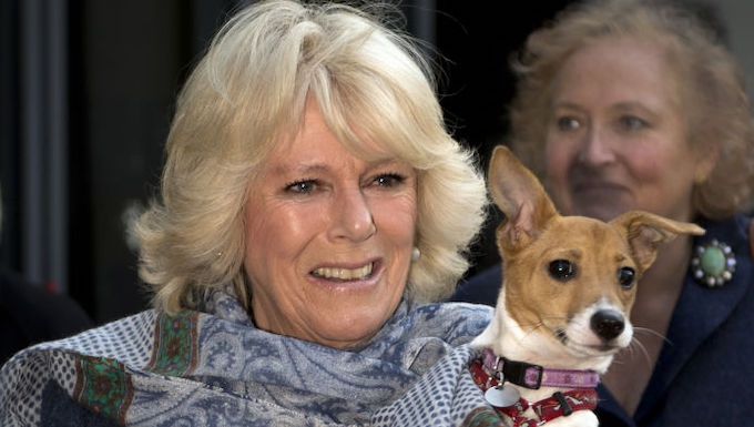 Meet the New Royal Rescue Dogs at Buckingham Palace | DogTime