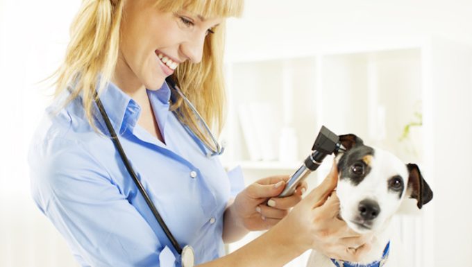 Deafness in Dogs: Symptoms, Causes, & Treatments - DogTime