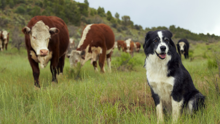 Training Rescue Dogs To Help Farmers with Disabilities - DogTime