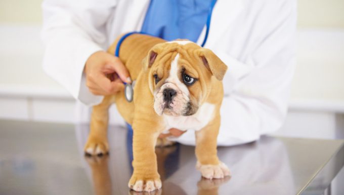 Aortic Thromboembolism in Dogs: Symptoms, Causes, & Treatments - DogTime