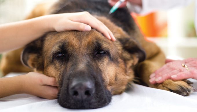 Glycogenosis in Dogs: Symptoms, Causes, & Treatments - DogTime