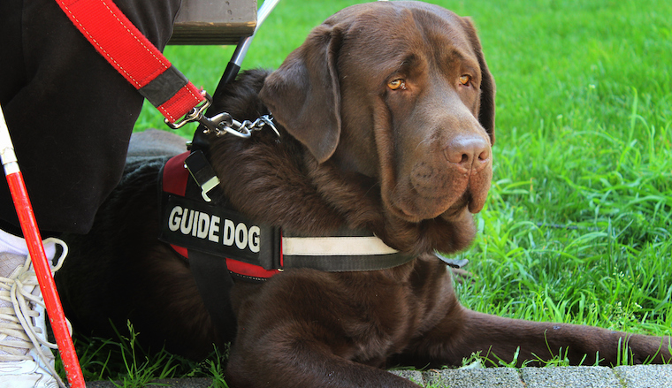 Affording a Service Dog: Typical Costs and Financial Aid Options