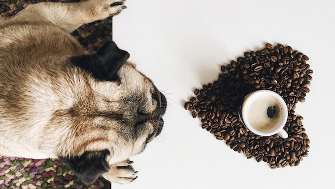 Coffee and Dogs: 3 Coffee Companies Who Support Dog Rescues