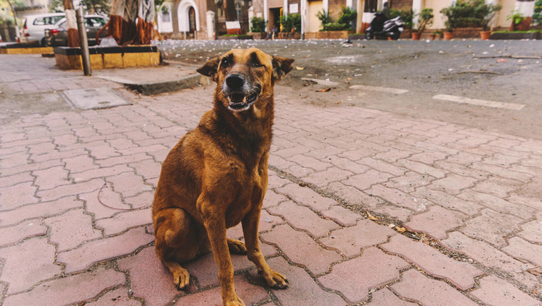 Getting Indian Street Dogs the Help They Need - DogTime
