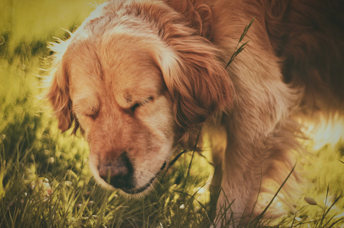 Grass Allergies in Dogs: Symptoms, Causes, & Treatments - DogTime