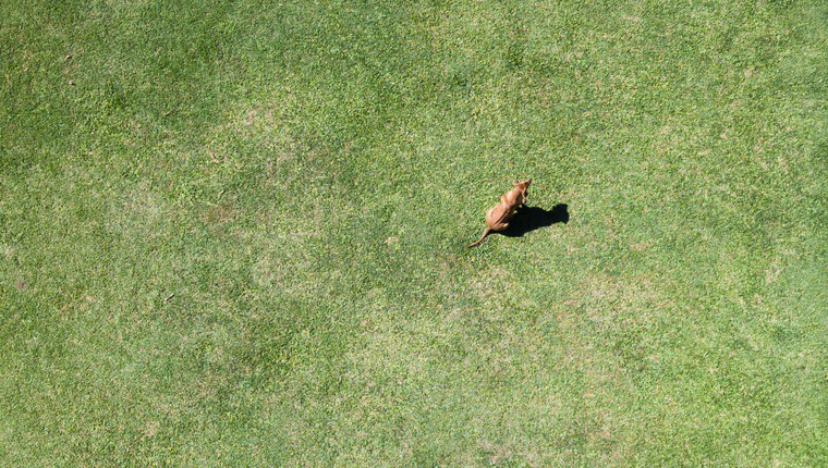 dog rescue groups - DogTime