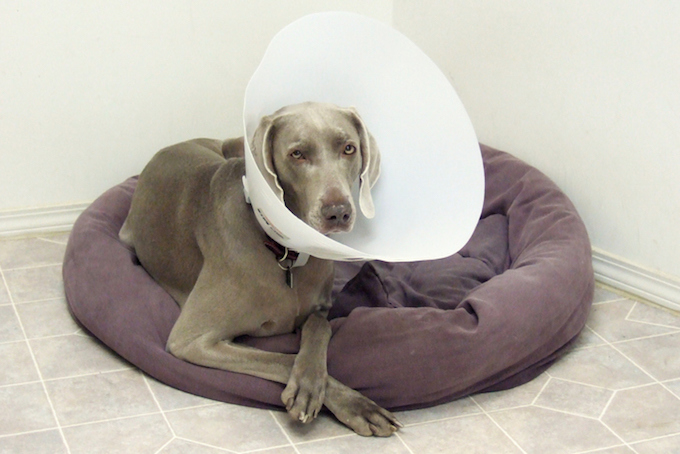 Happy Tail Syndrome in Dogs: Symptoms, Causes, & Treatments - DogTime