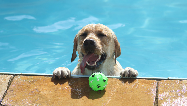 Over 950 Dogs Attend Annual Swimming Event - DogTime