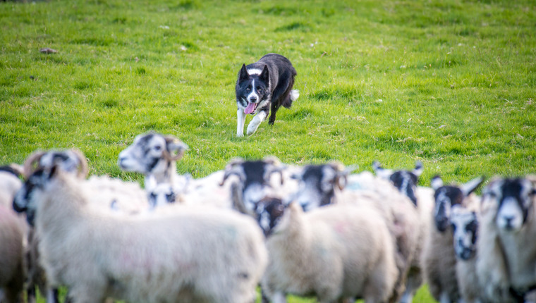 National Sheepdog Finals Coming to Nevada - DogTime