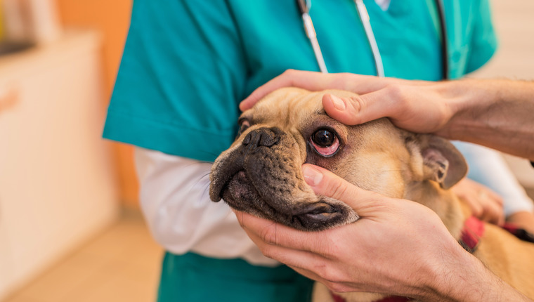 Dog Gets Facelift To Help Him See Again - DogTime