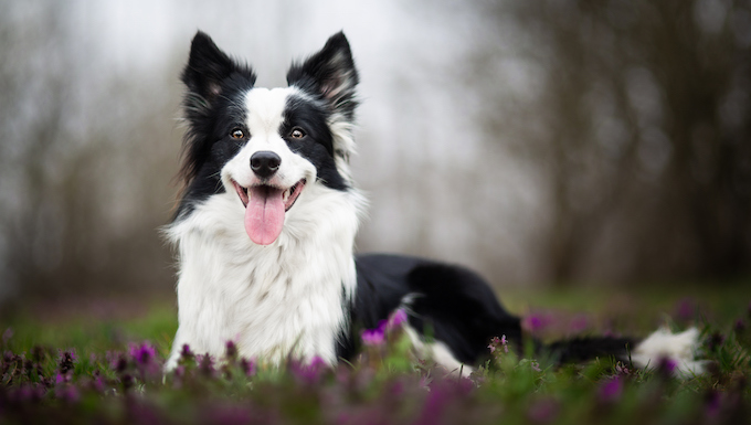 The Best Dog Breed for Each Zodiac Sign - DogTime