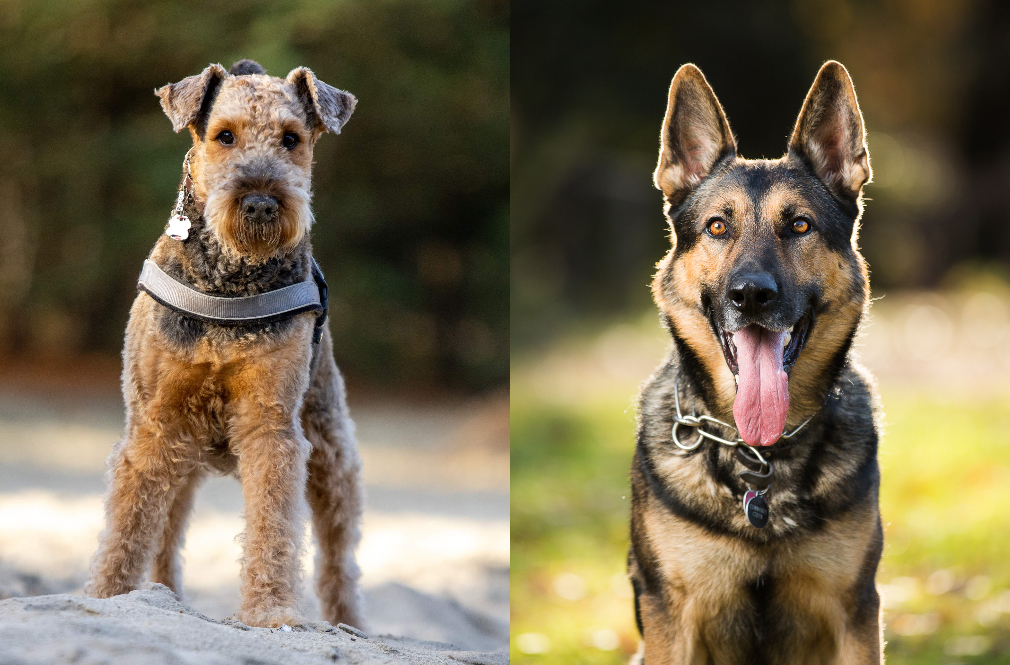 Airedale Shepherd Dog Breed Information & Characteristics