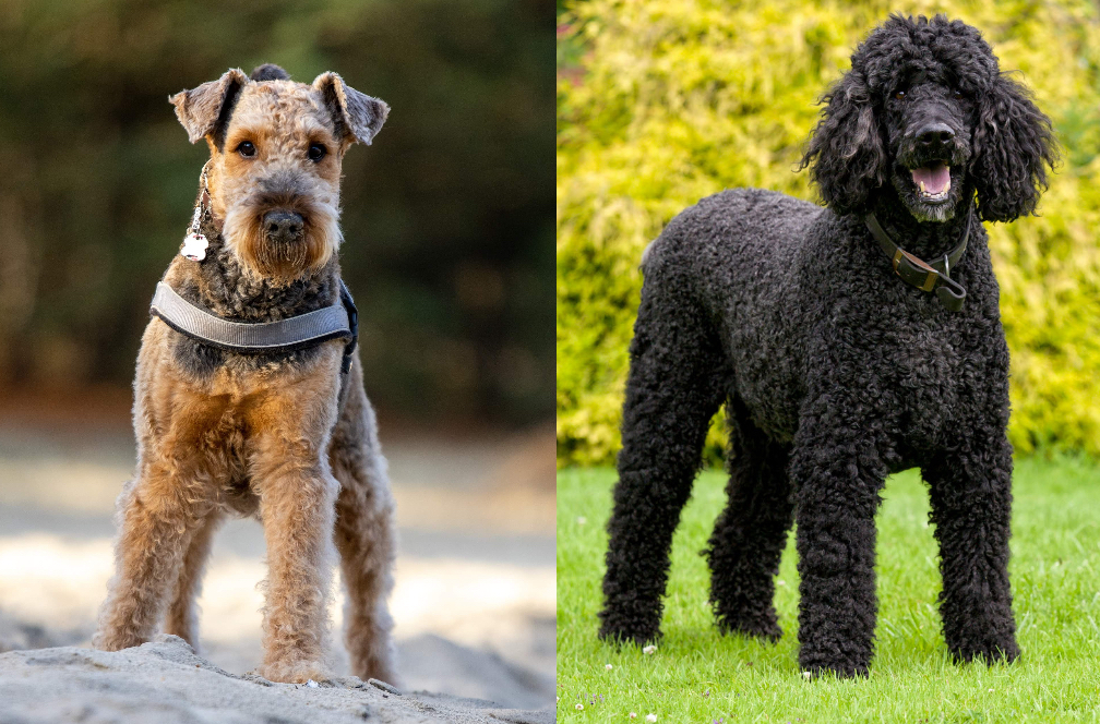 Airedoodle Dog Breed Pictures, Characteristics, and Facts