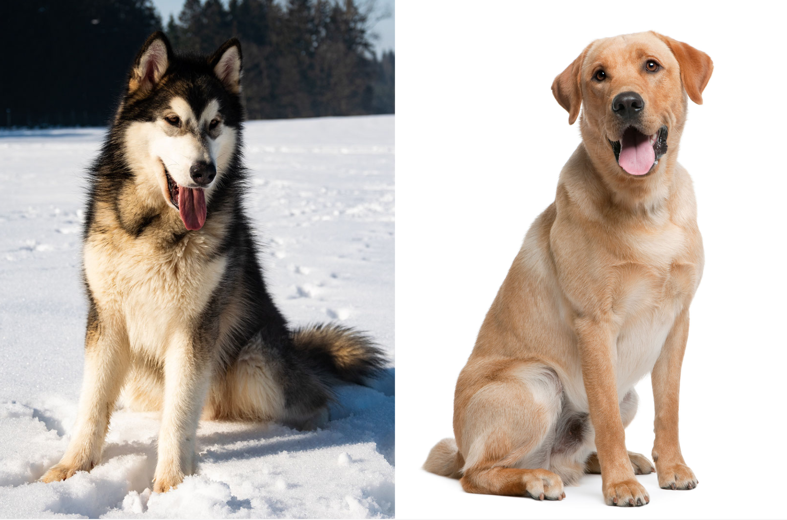 Alaskan Malador Dog Breed Pictures, Characteristics, and Facts
