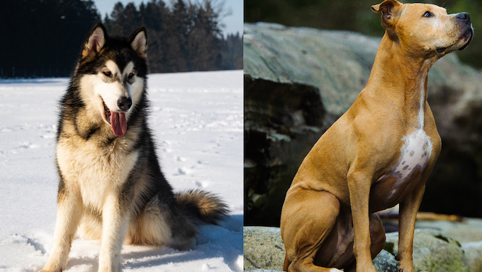 Alaskan Pit Bull Terrier Breed Pictures, Characteristics, and Facts