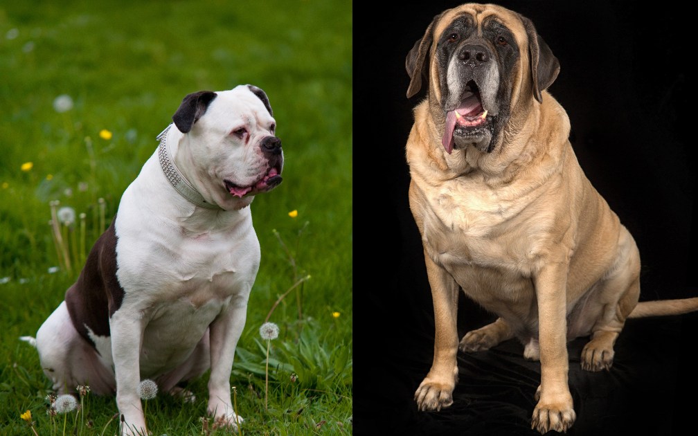 American Bandogge Dog Breed Pictures, Characteristics, and Facts