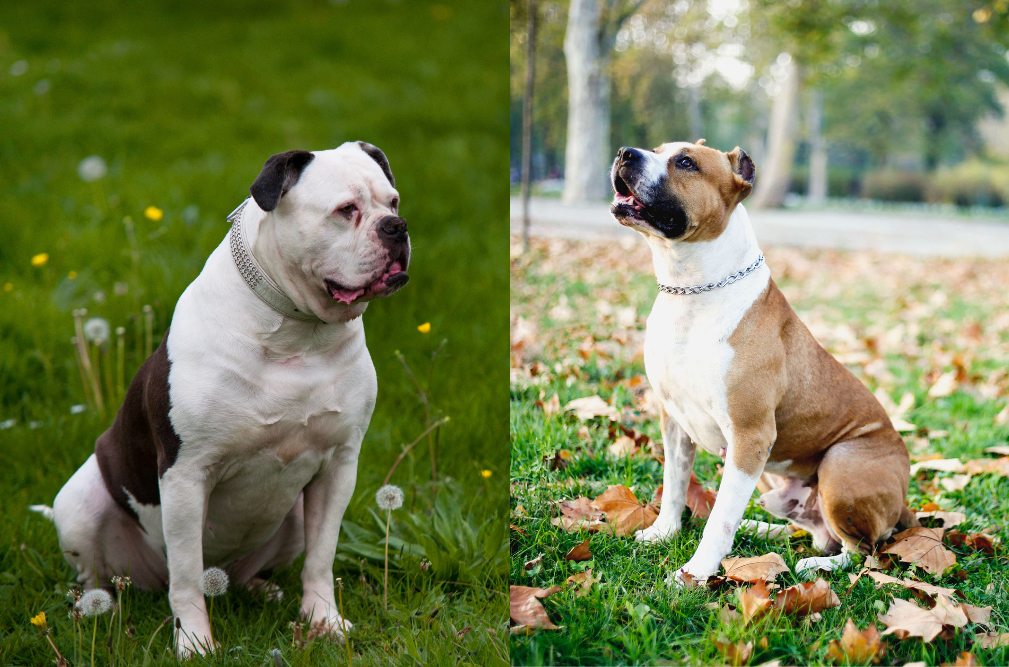 American Bull Staffy Dog Breed Pictures, Characteristics, and Facts