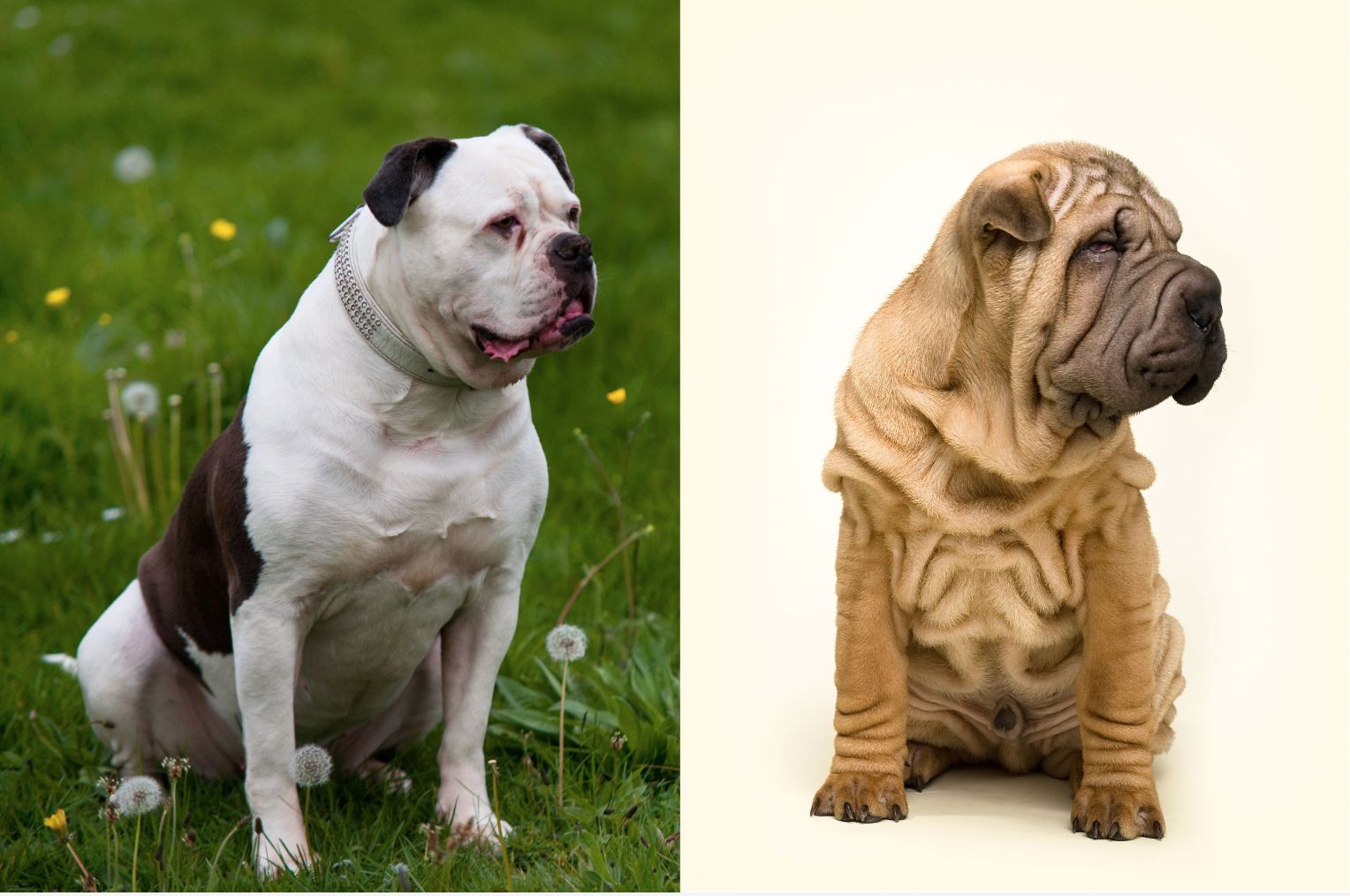American Bull Pei Breed Pictures, Characteristics, and Facts
