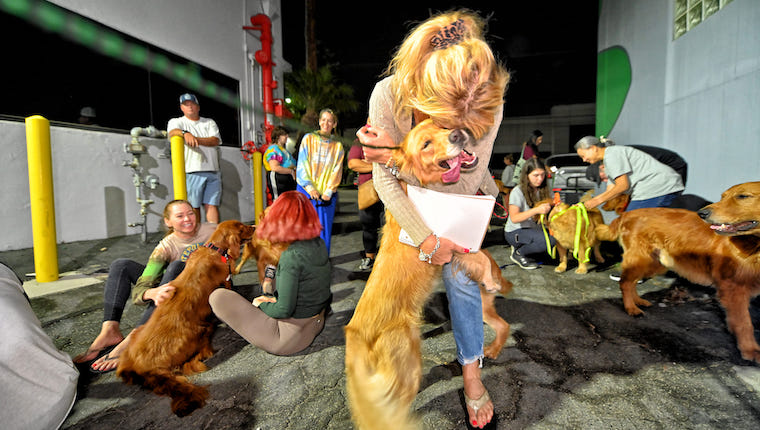 31 Dogs Rescued from Meat Trade Find Forever Homes