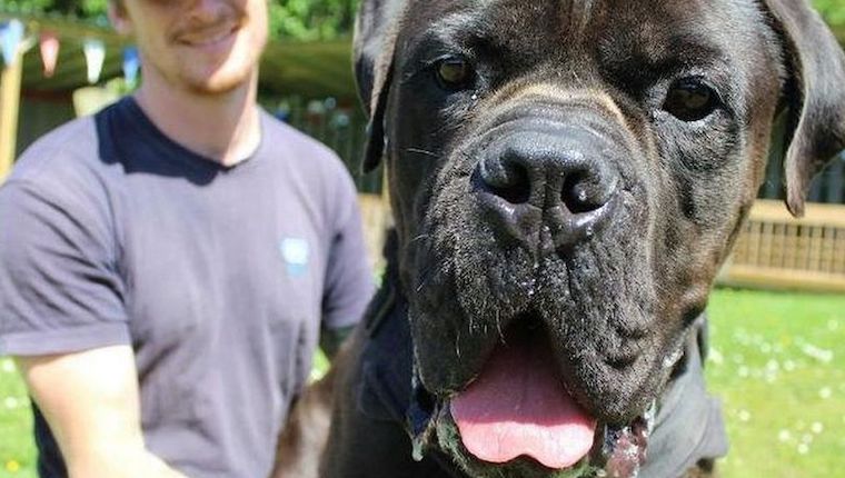 Giant Dog Standing 6 Feet Tall Finds Forever Home