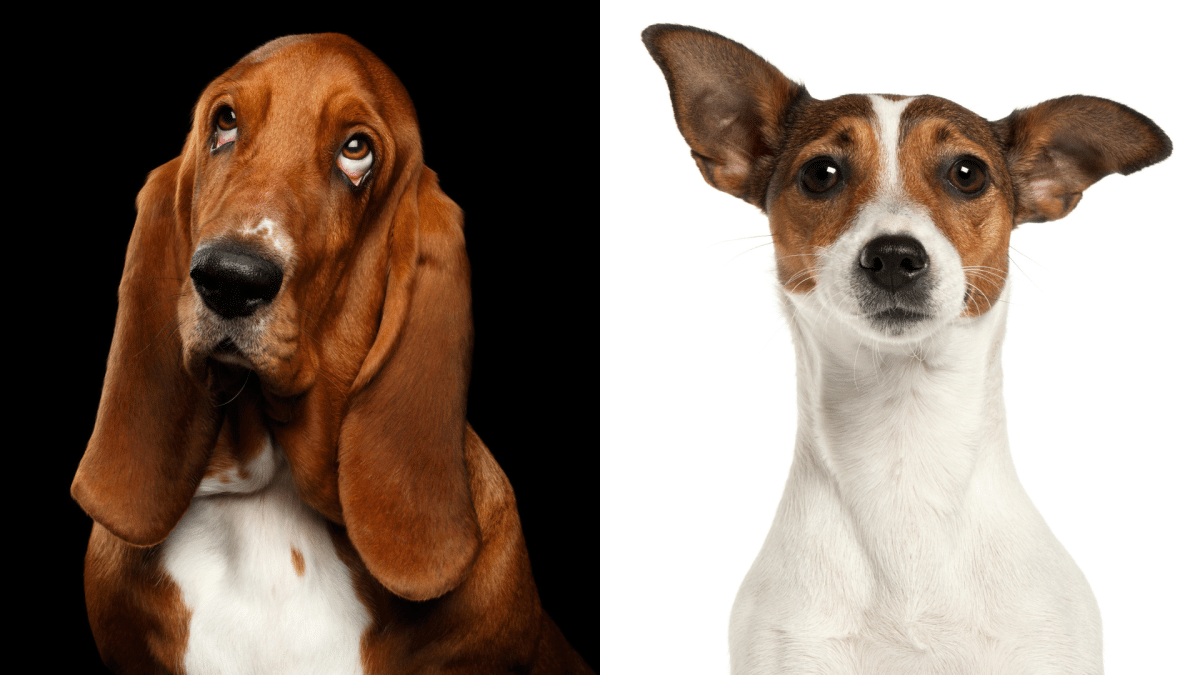 Basset Jack Dog Breed Information & Characteristics