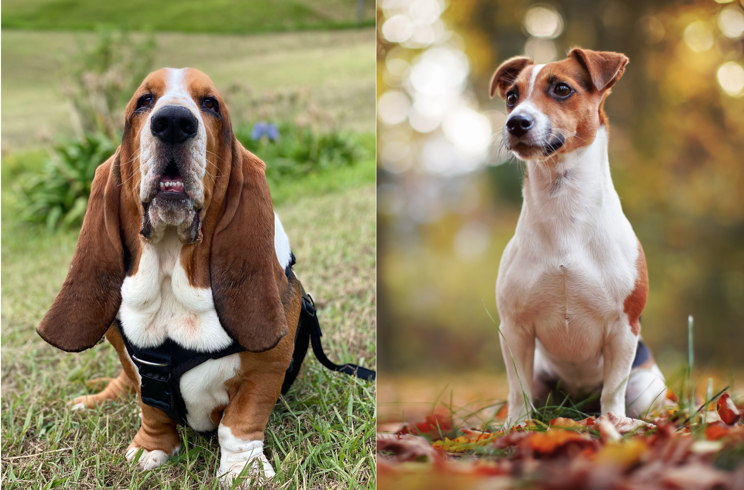 Basset Jack Dog Breed Information & Characteristics