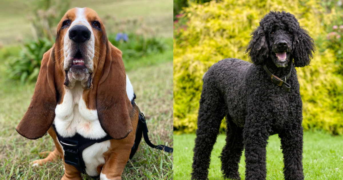 Bassetoodle Dog Breed Pictures, Characteristics, and Facts