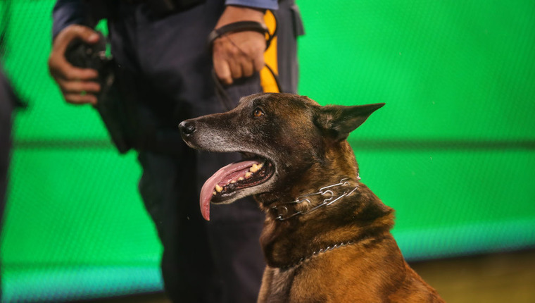 Federal Government Is Failing Its Working Dogs, Says Study - DogTime