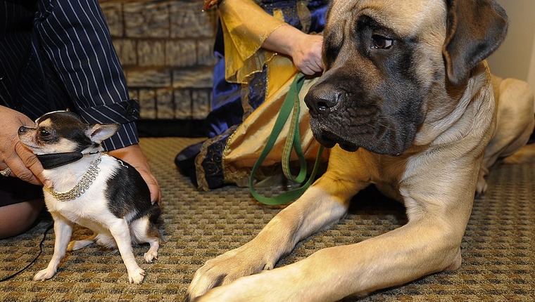 “Meet the Breeds” Is Coming to New York City, Says AKC - DogTime