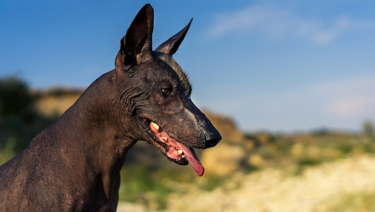 Day of the Dead and the Xoloitzcuintli, Ancient Dog Breeds