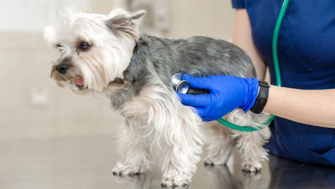 Congestive Cardiomyopathy in Dogs: Symptoms, Causes, & Treatments - DogTime