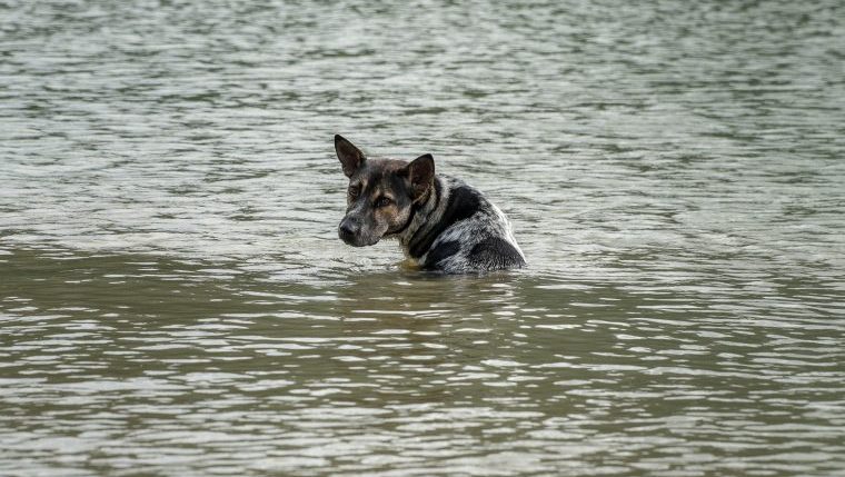 How to Save Your Dog in a Natural Disaster - DogTime Saving Your Dog