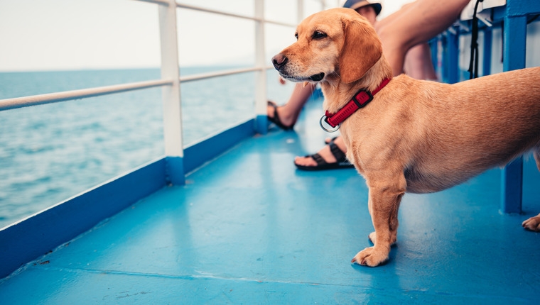 BC Ferries Launches Pet Pilot Program - DogTime