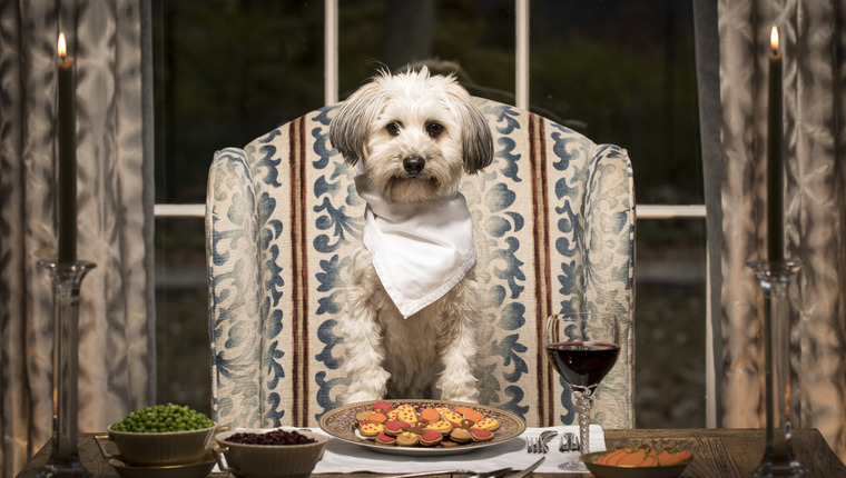 Dogs Get New Fine Dining Restaurant in San Francisco | DogTime