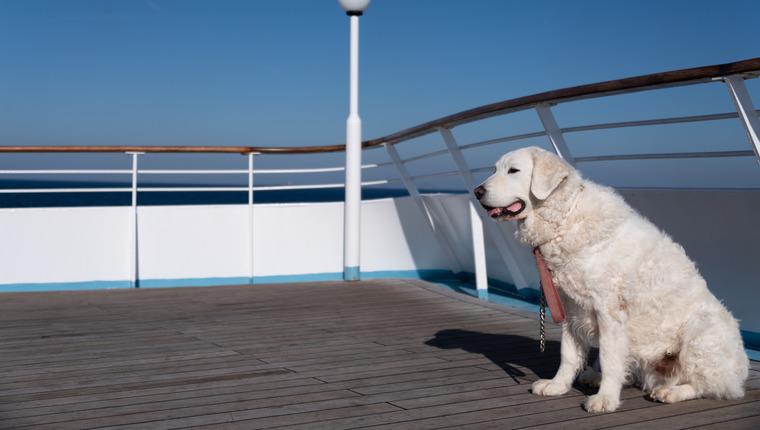 BC Ferries Launches Pet Pilot Program - DogTime