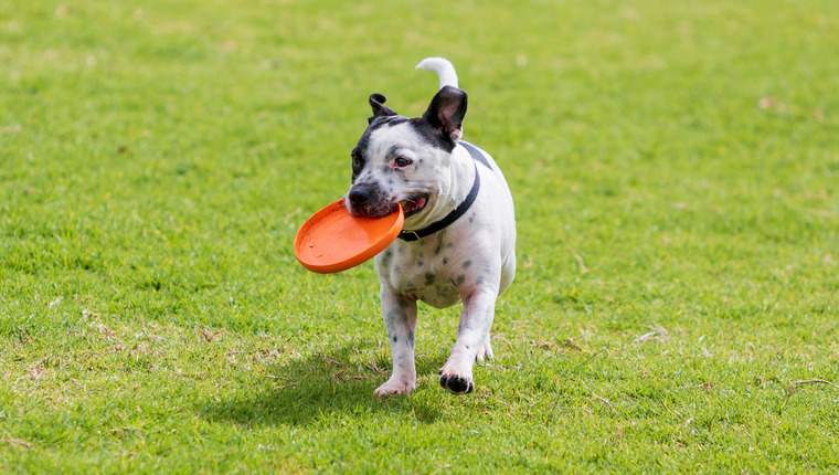 This Dog Park Has an Eight-Month Waitlist - DogTime