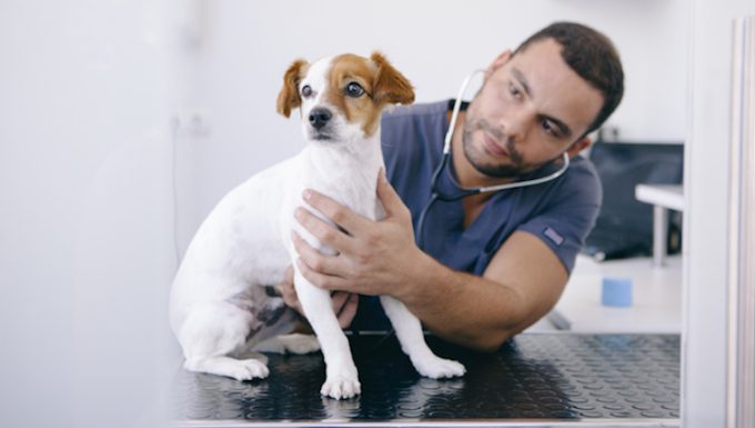 Hemoglobinuria and Myoglobinuria in Dogs: Symptoms, Causes ...