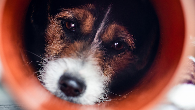 Dog Stuck in Sewer Pipe Rescued by Fire Department