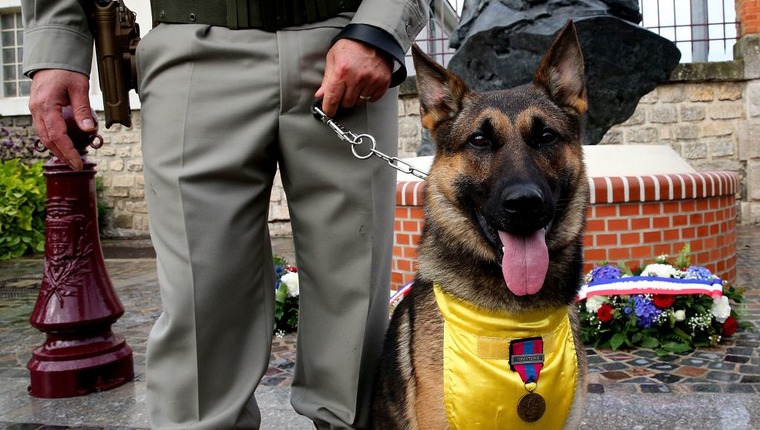 Hero Dogs Honored With Memorial in France - DogTime